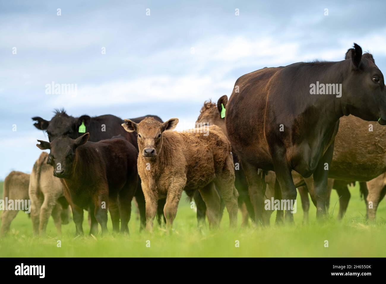 Close up of Stud Beef bulls and cows grazing on grass in a field, in ...