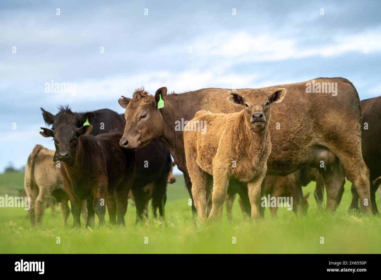Close up of Stud Beef bulls and cows grazing on grass in a field, in ...