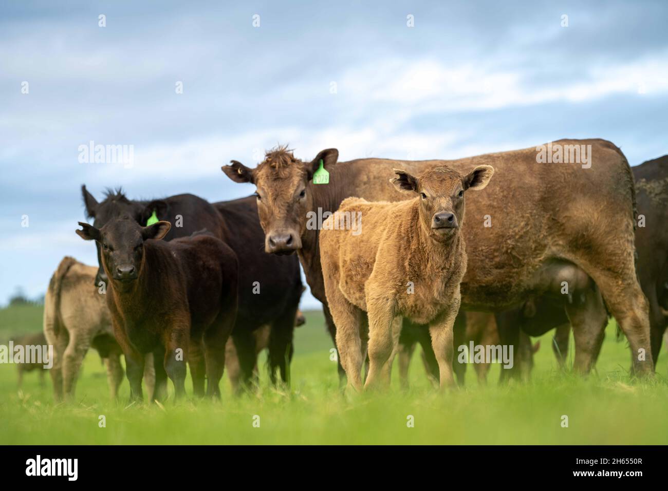 Close up of Stud Beef bulls and cows grazing on grass in a field, in ...
