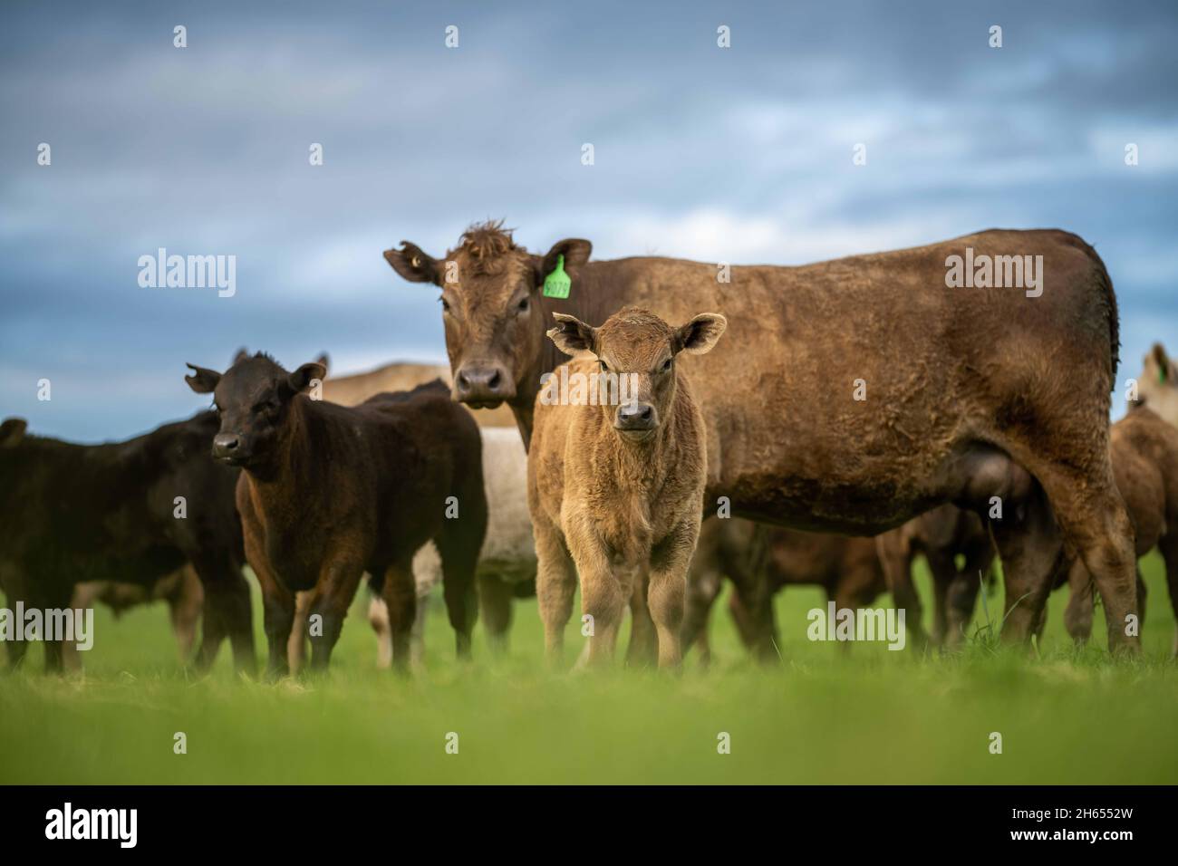 Close up of Stud Beef bulls and cows grazing on grass in a field, in ...