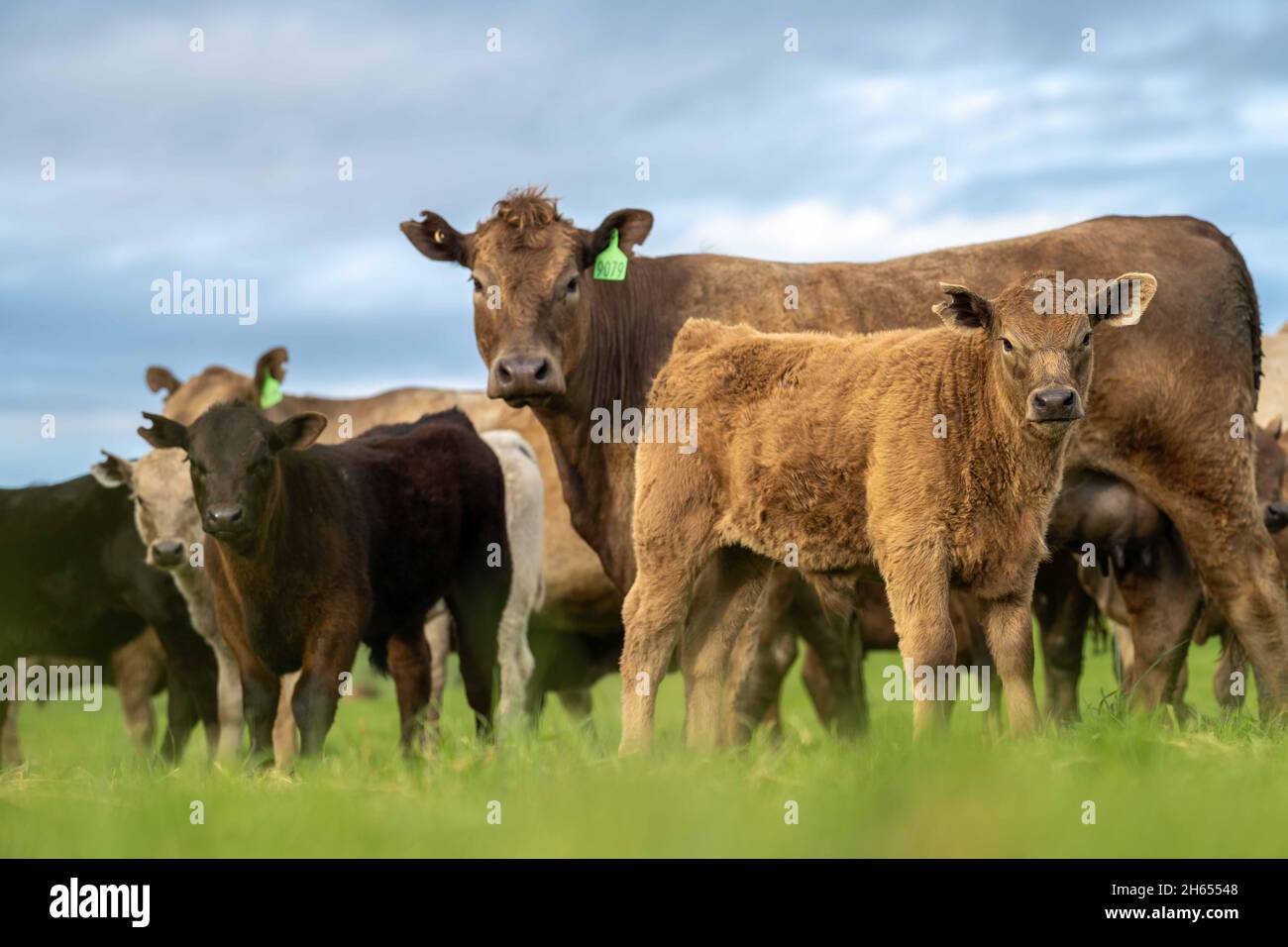 Close up of Stud Beef bulls and cows grazing on grass in a field, in ...