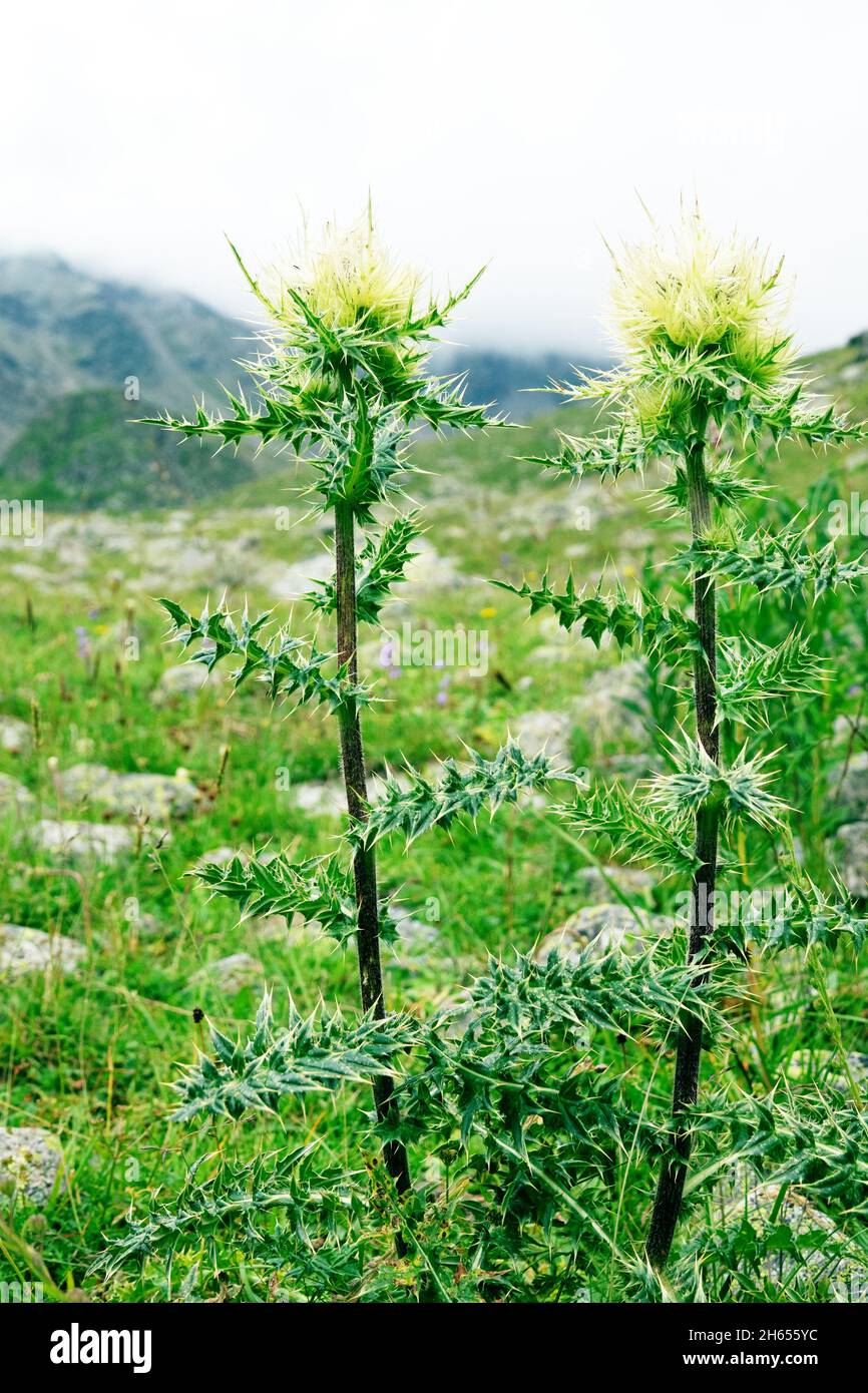Overgrazing hi-res stock photography and images - Alamy