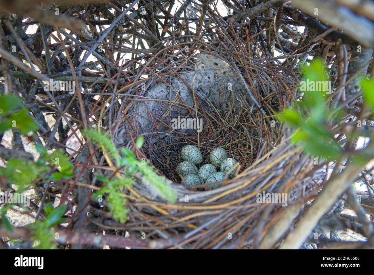 Magpie (Pica pica) nest is complex in structure. Massive elliptical ...