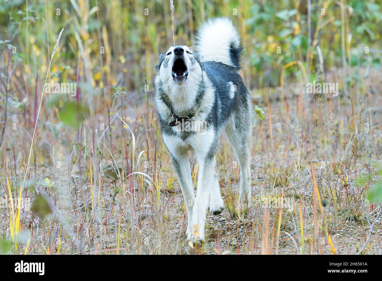 White West Siberian Laika