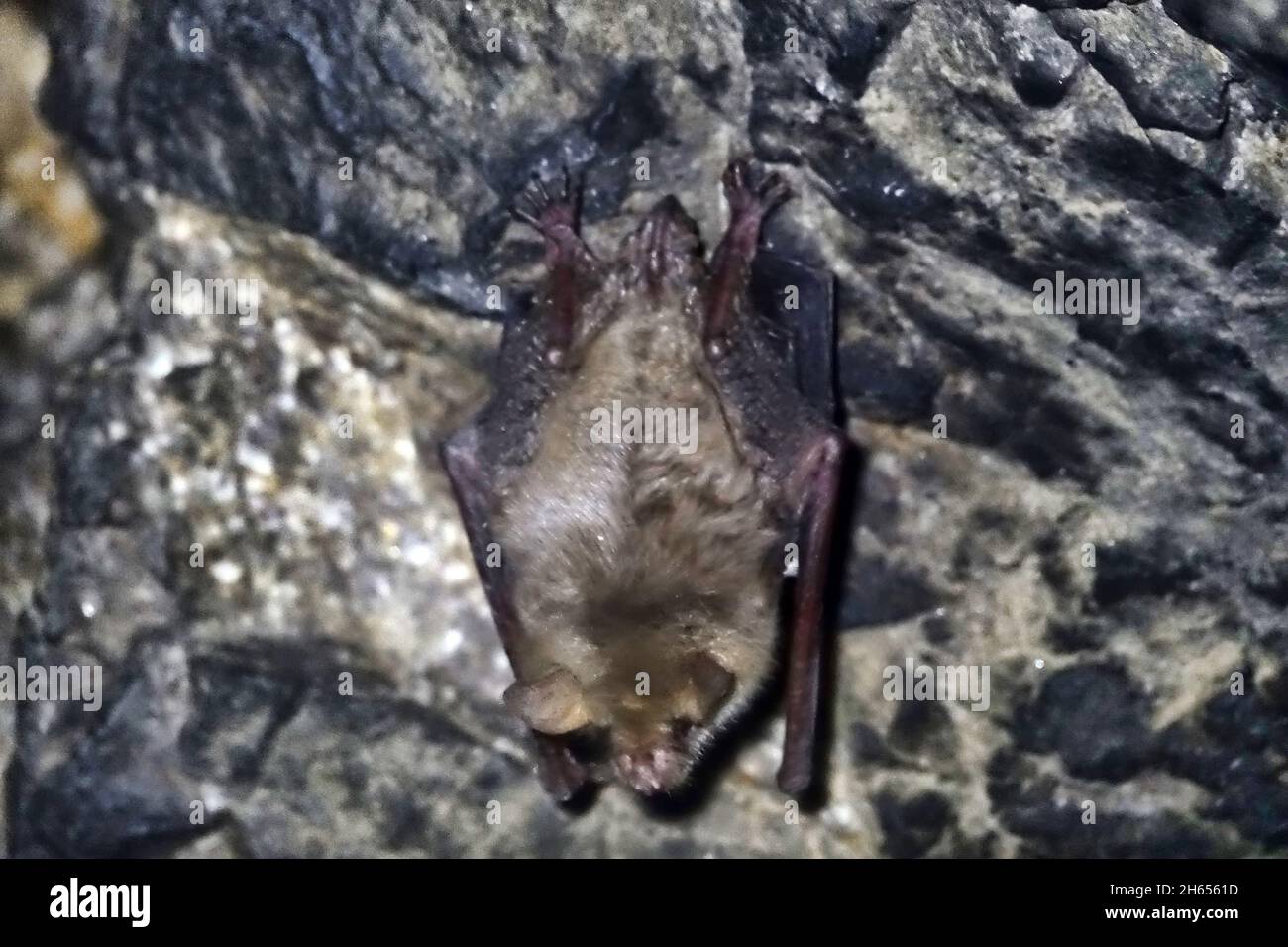 Lesser mouse-eared bat (Myotis blythii) in an artificial cave, North ...