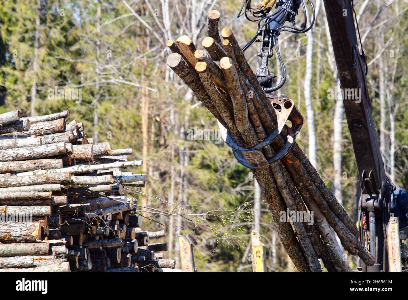 Forest industry. Operations for loading-unloading logging truck at ...