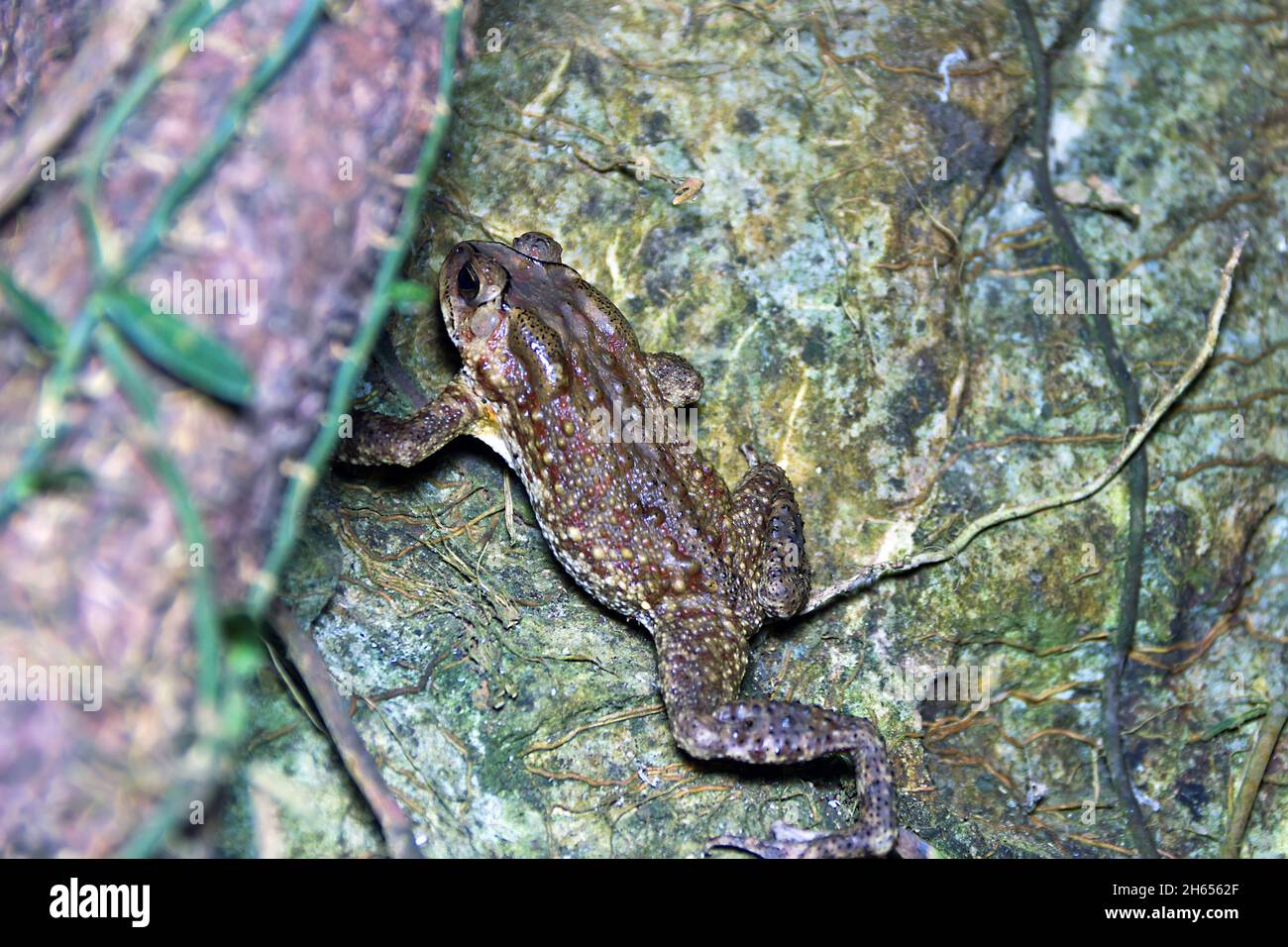 South Asian garden toad (Bufo melanostictus) in Vietnam rain forest ...