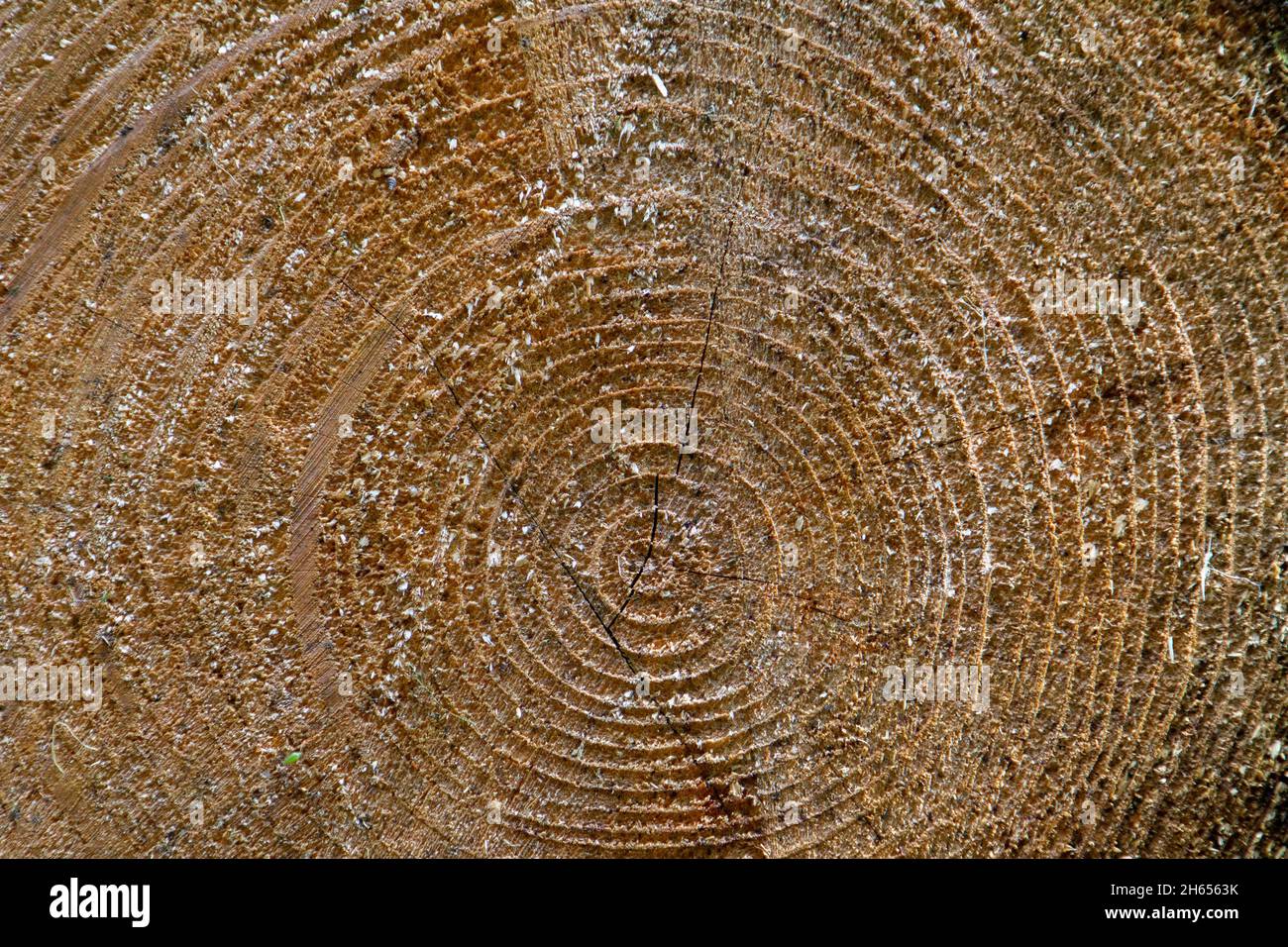 Background texture of cut tree log, wood grain ring pattern Stock Photo ...