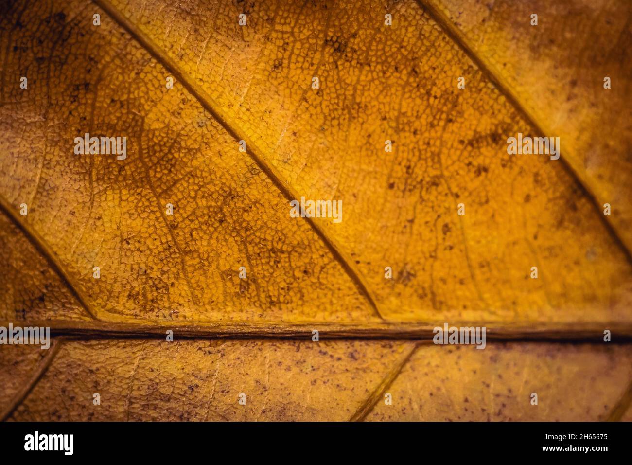 Golden brown rust color more tone in stock. Abstract real nature beauty ...