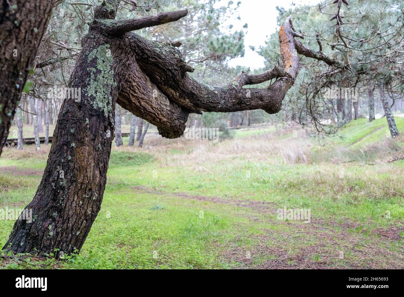 Tree with a strange shape in the forest Stock Photo - Alamy