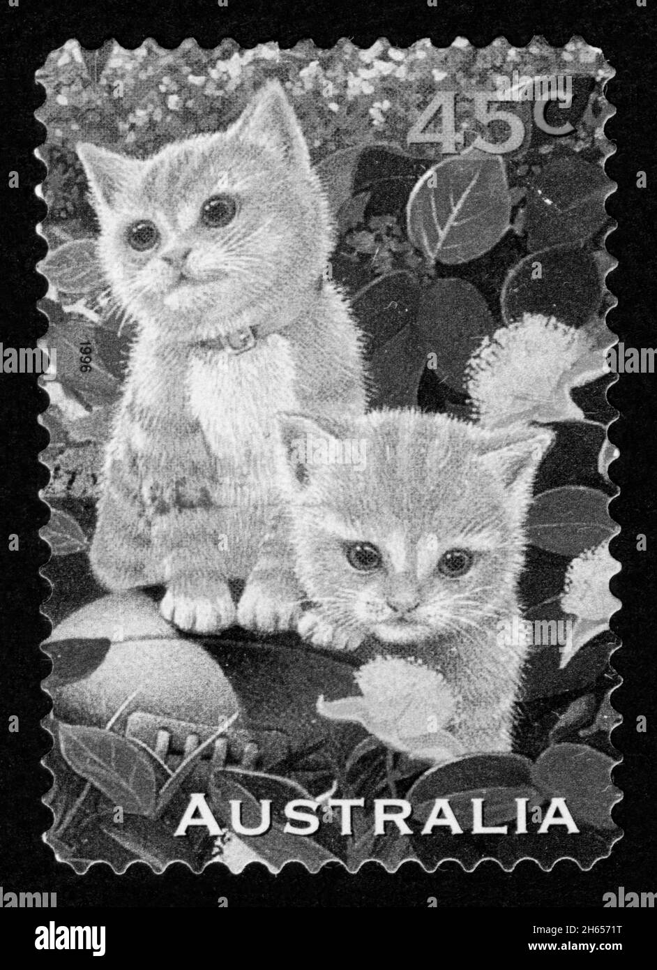 Australia cats hi-res stock photography and images - Alamy