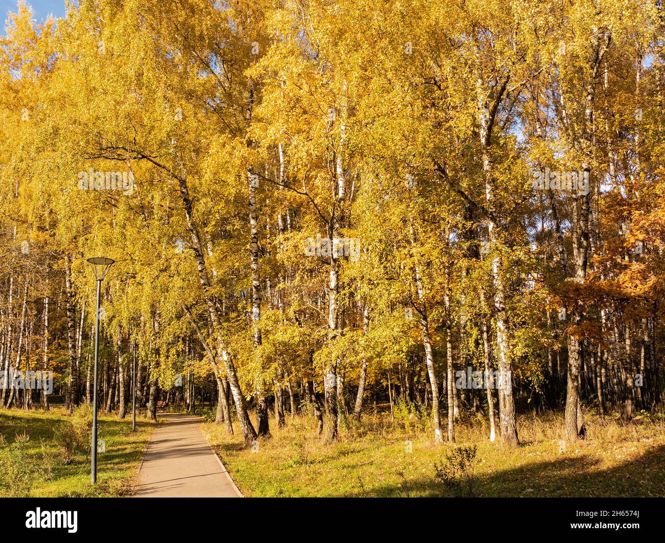 Colors of an autumn fall season in the wood Stock Photo - Alamy