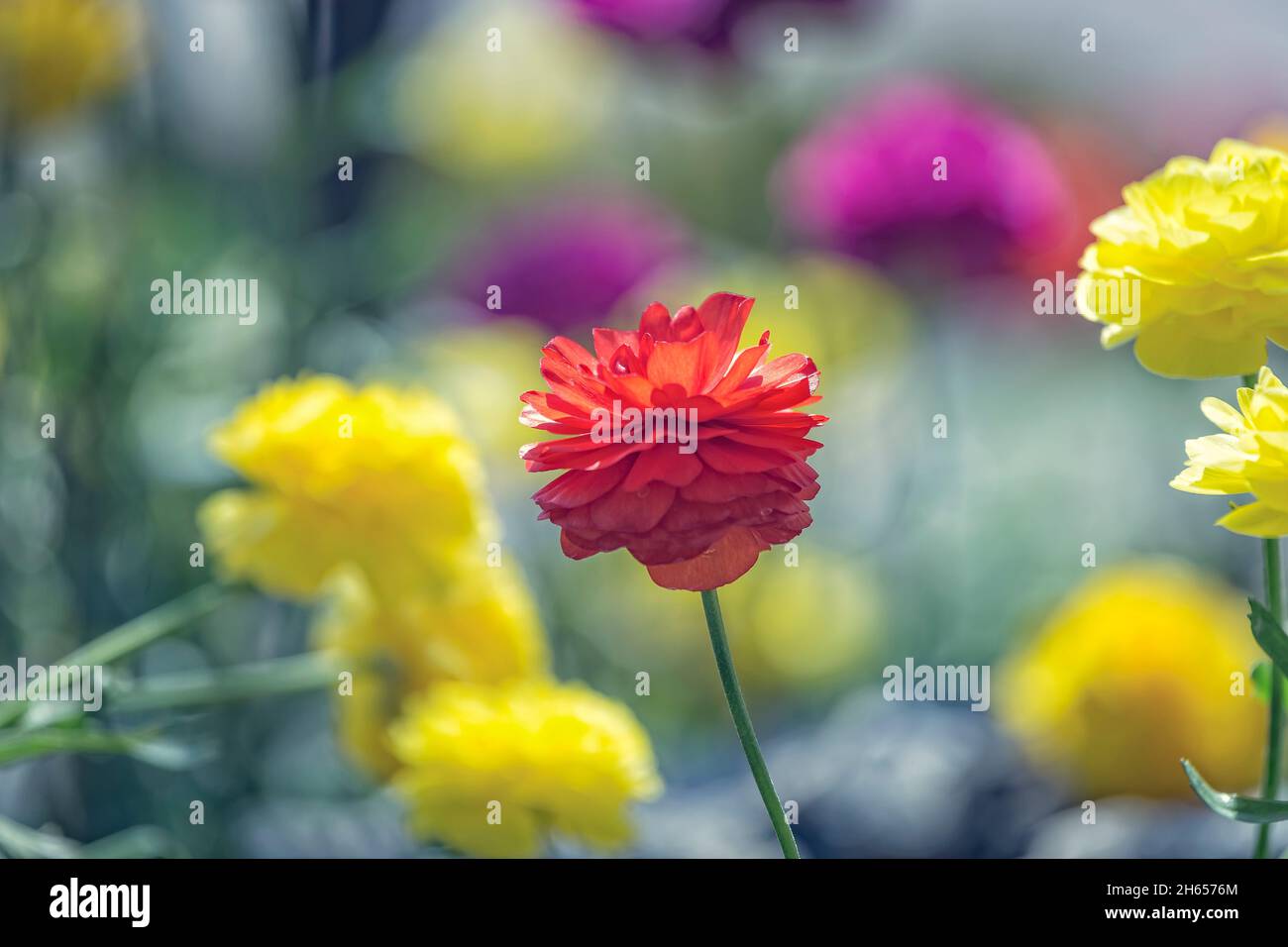 Orange ranunculus wallpaper hi-res stock photography and images - Alamy