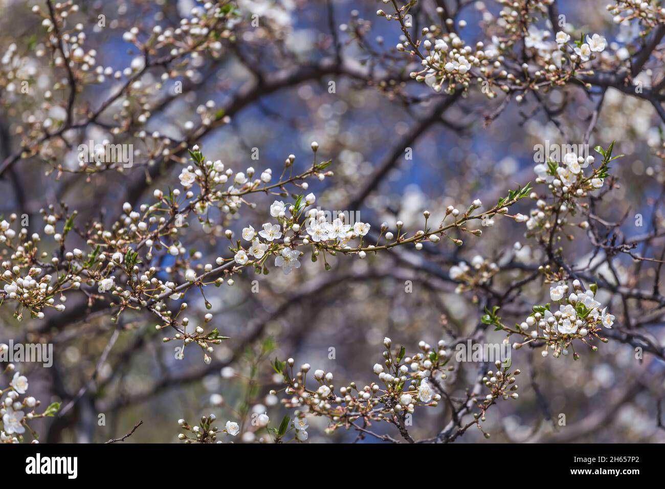 Prunus Cerasifera Blooming white plum tree. White flowers of Prunus ...