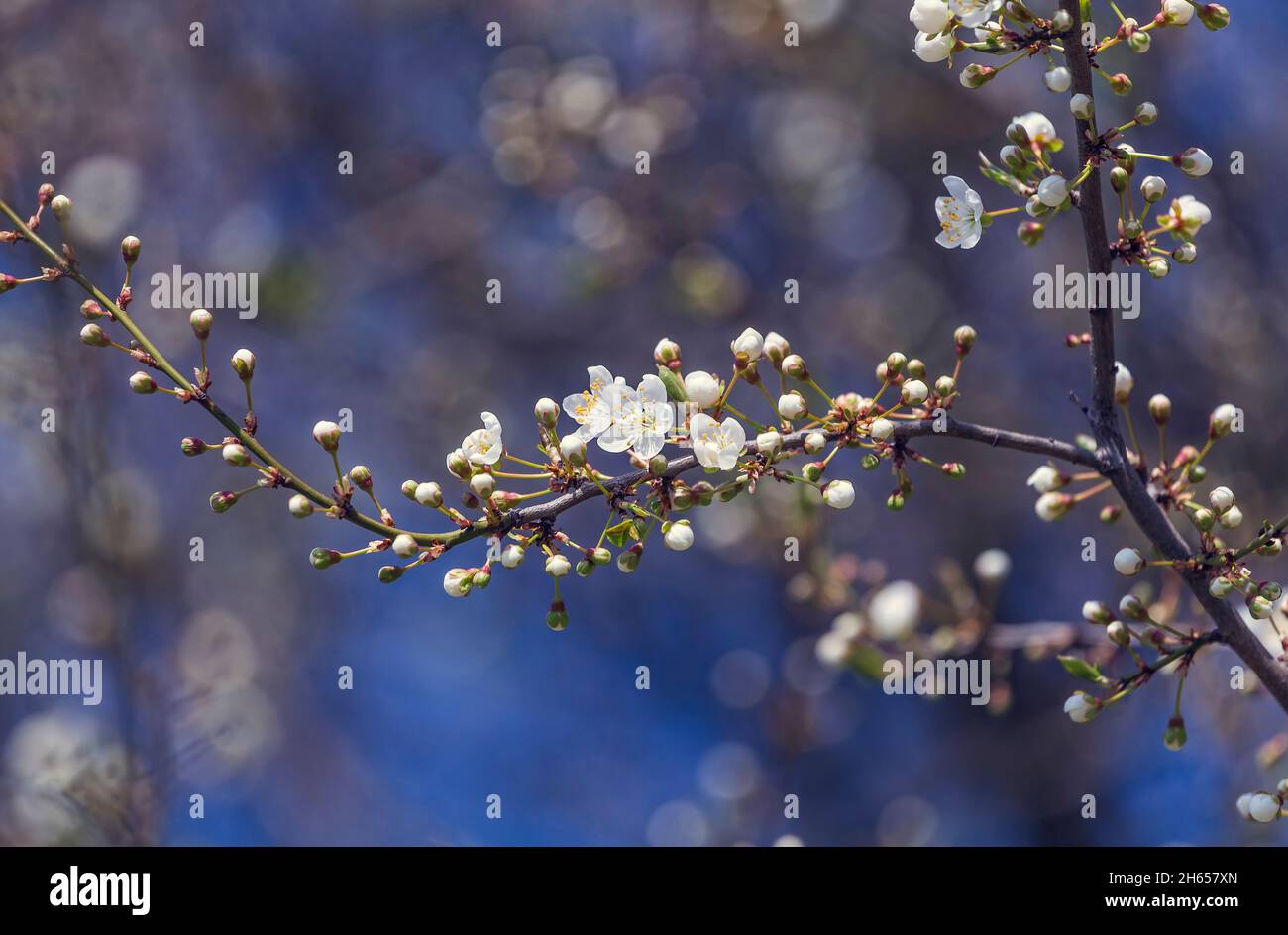 Prunus Cerasifera Blooming white plum tree. White flowers of Prunus ...