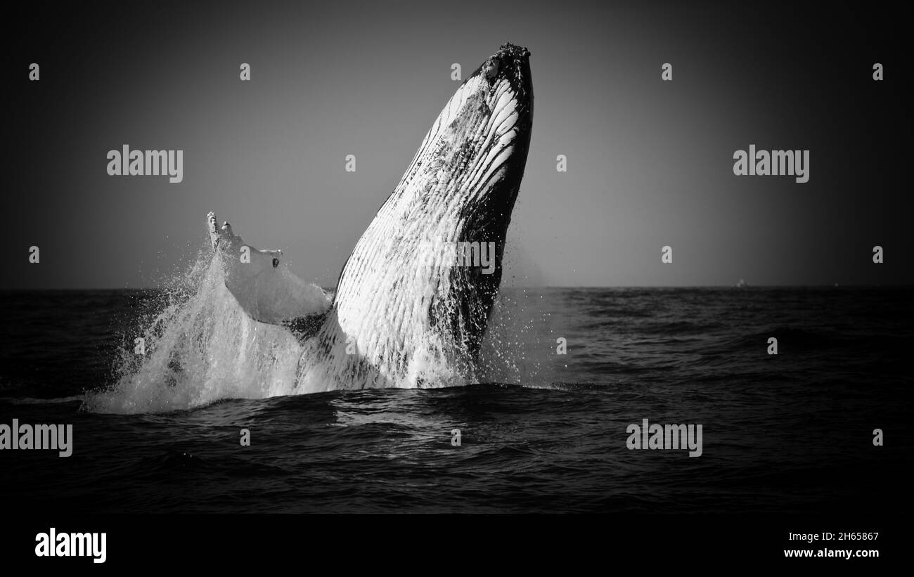 Wal wal hi-res stock photography and images - Alamy