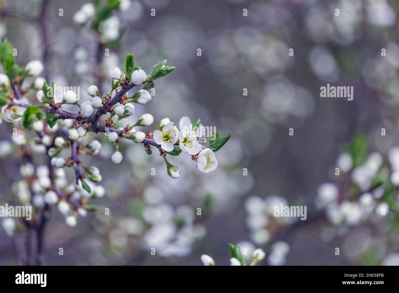 White plum tree hi-res stock photography and images - Alamy
