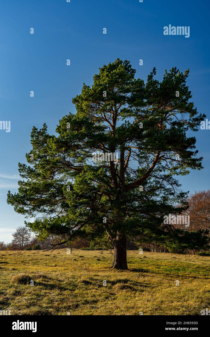 Conifer colors hi-res stock photography and images - Alamy