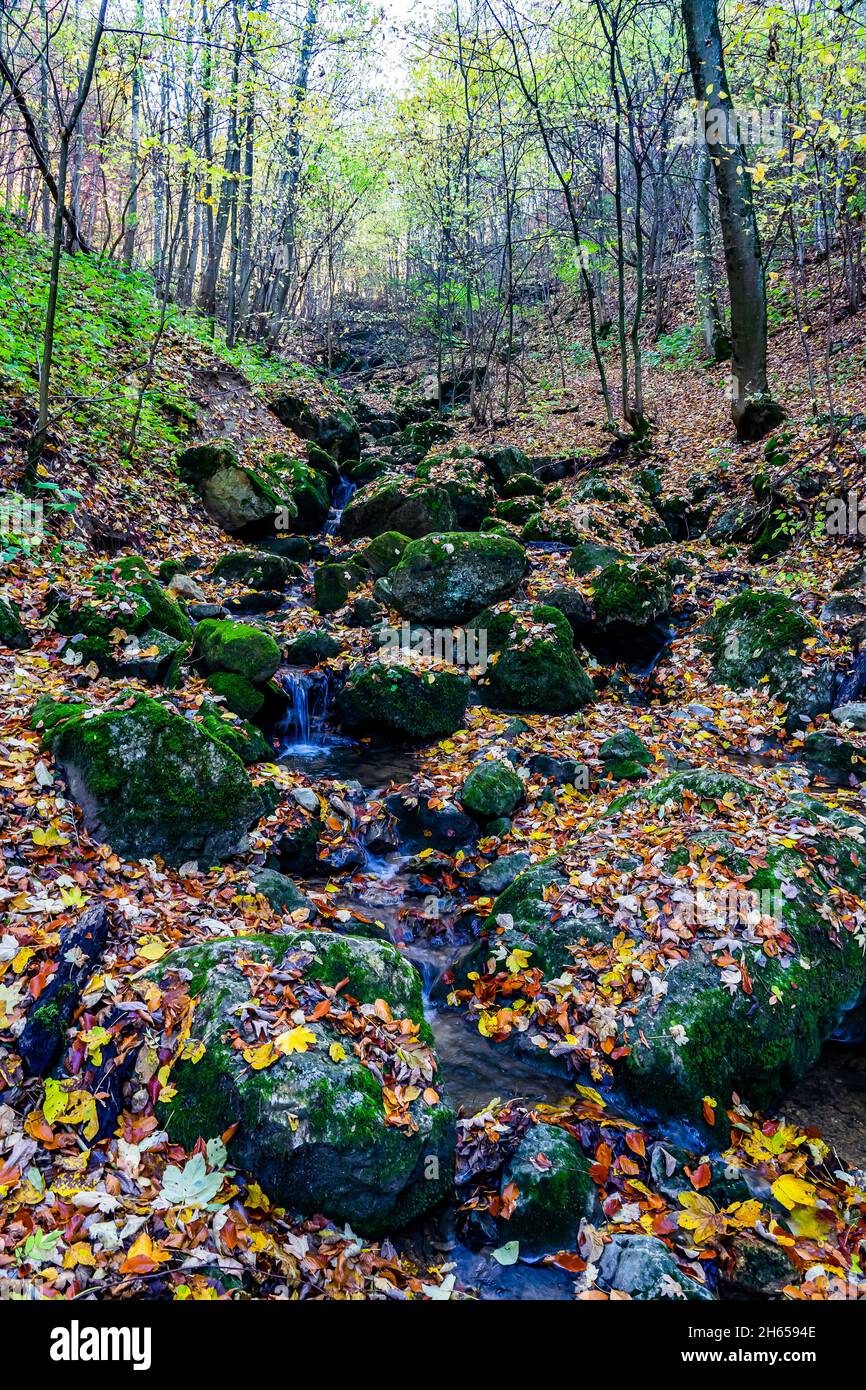 Running in leaves hi-res stock photography and images - Alamy