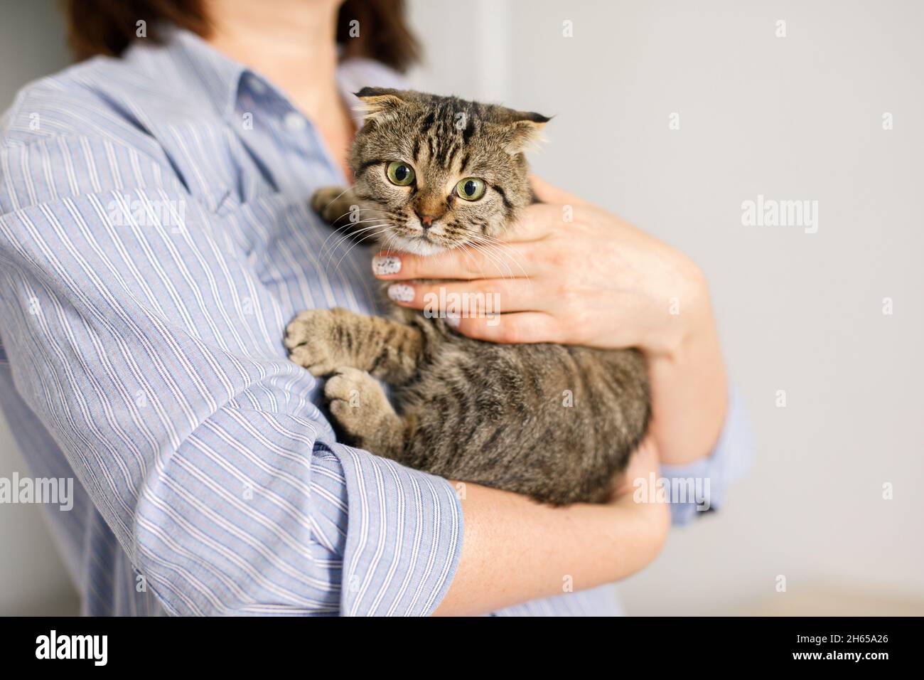 A Scottish lop-eared cat is lying in a woman's arms. The fluffy pet is ...
