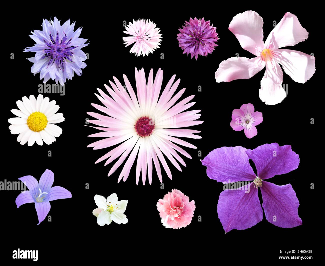 Set of different colorful flowers isolated on black background Stock ...