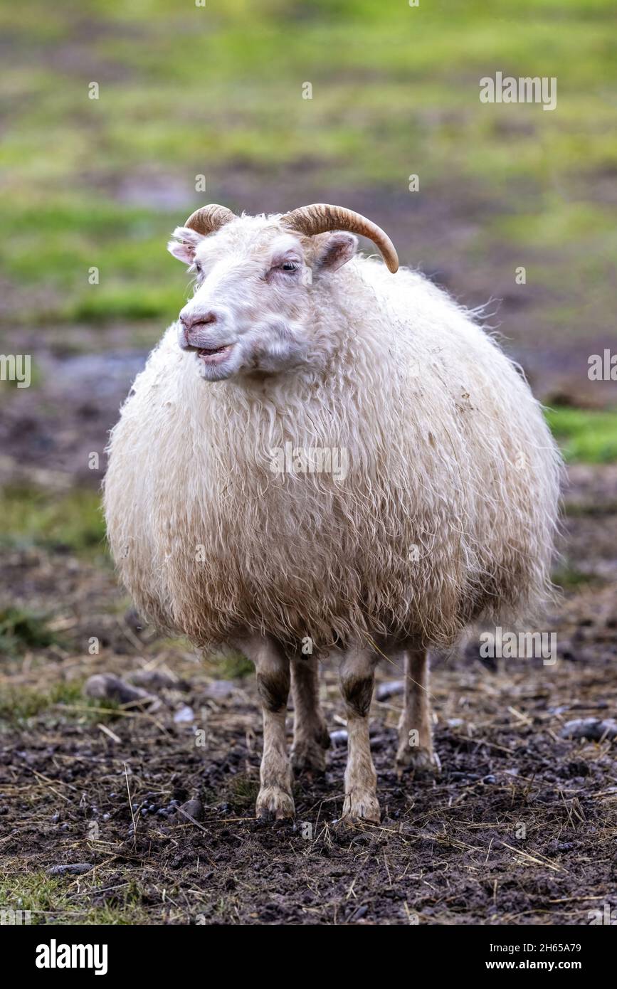 Viking farming hi-res stock photography and images - Alamy