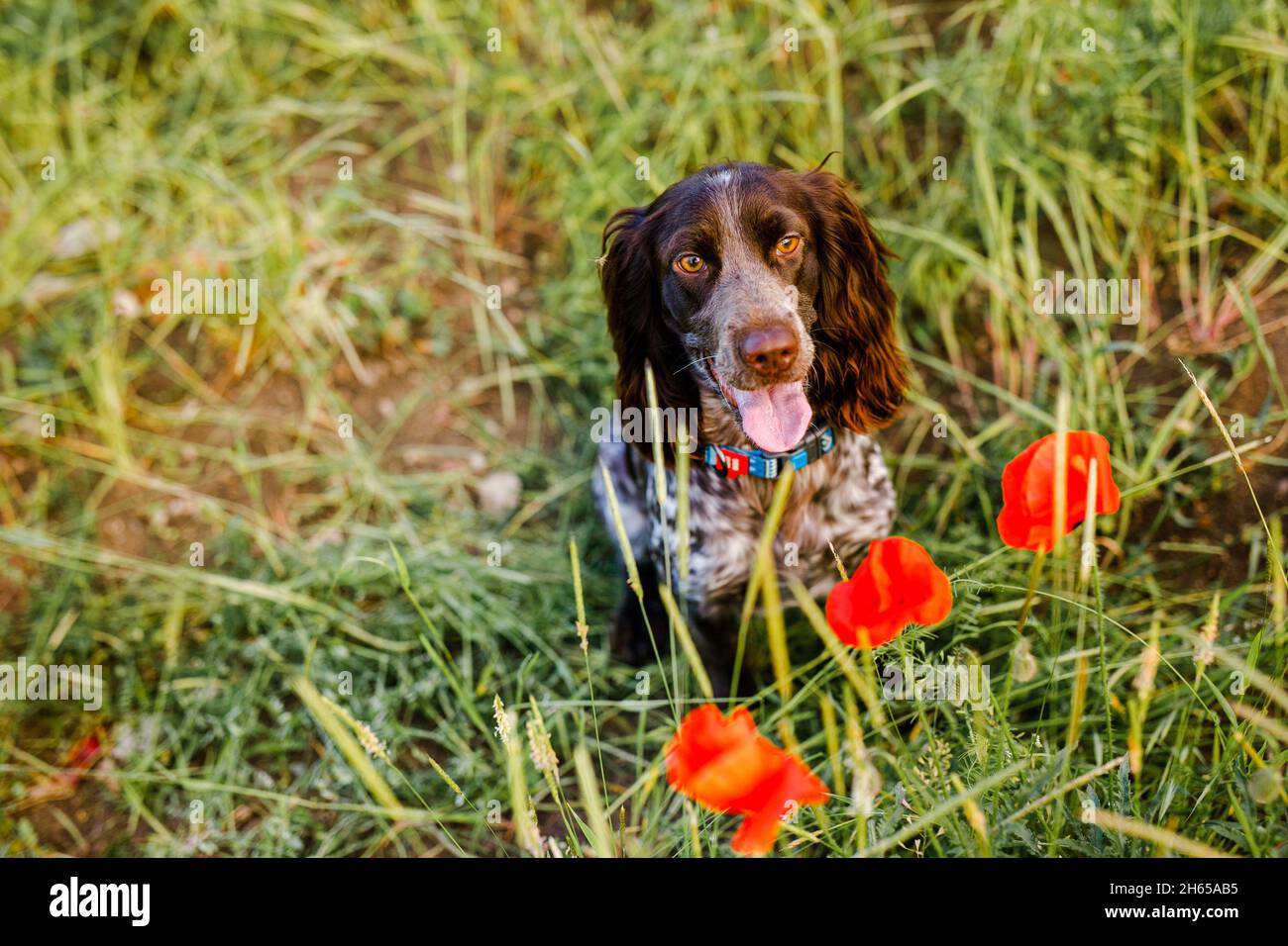 Russian poppy field hi-res stock photography and images - Alamy