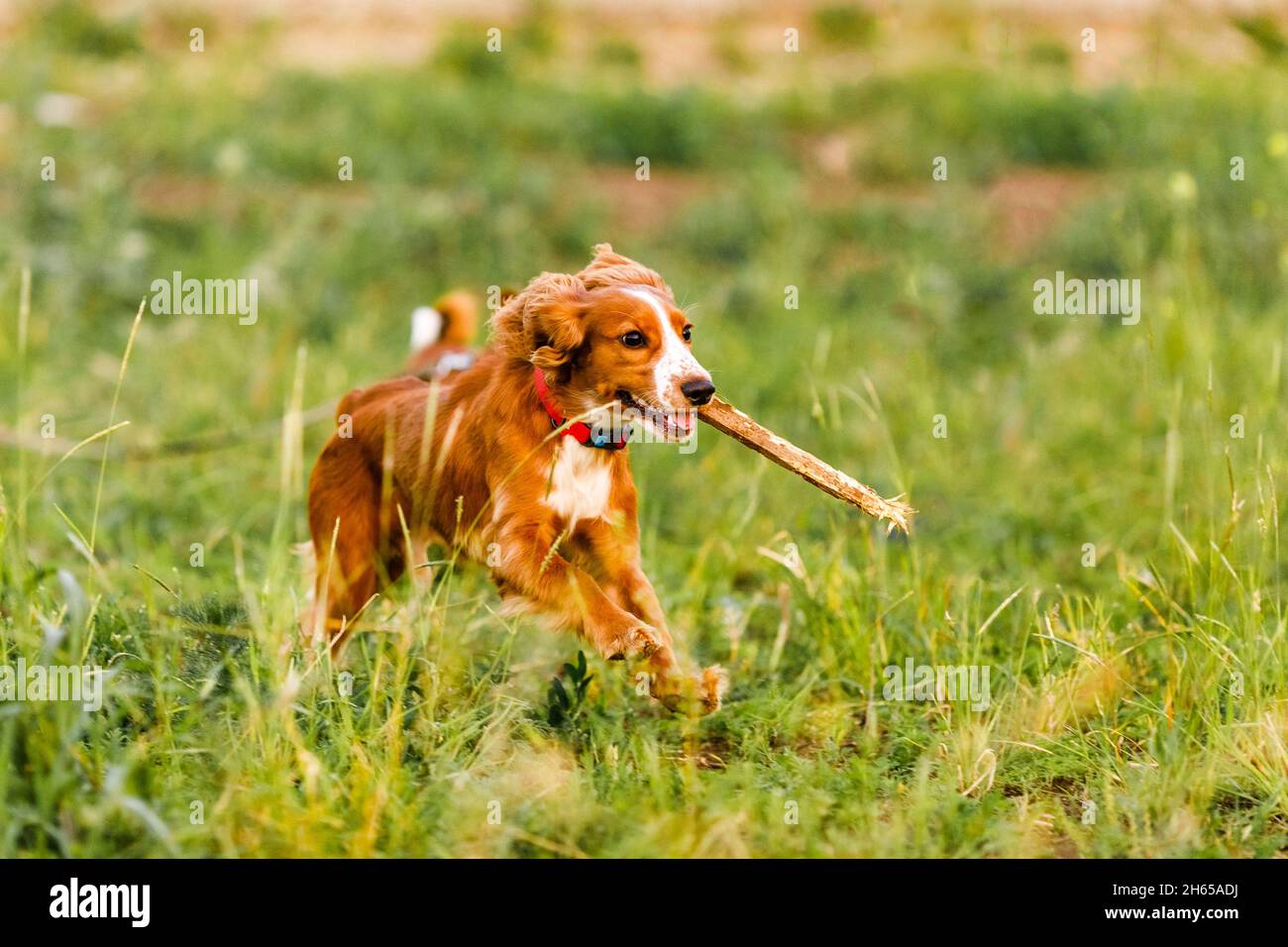 Cocker spaniel ginger hi-res stock photography and images - Alamy