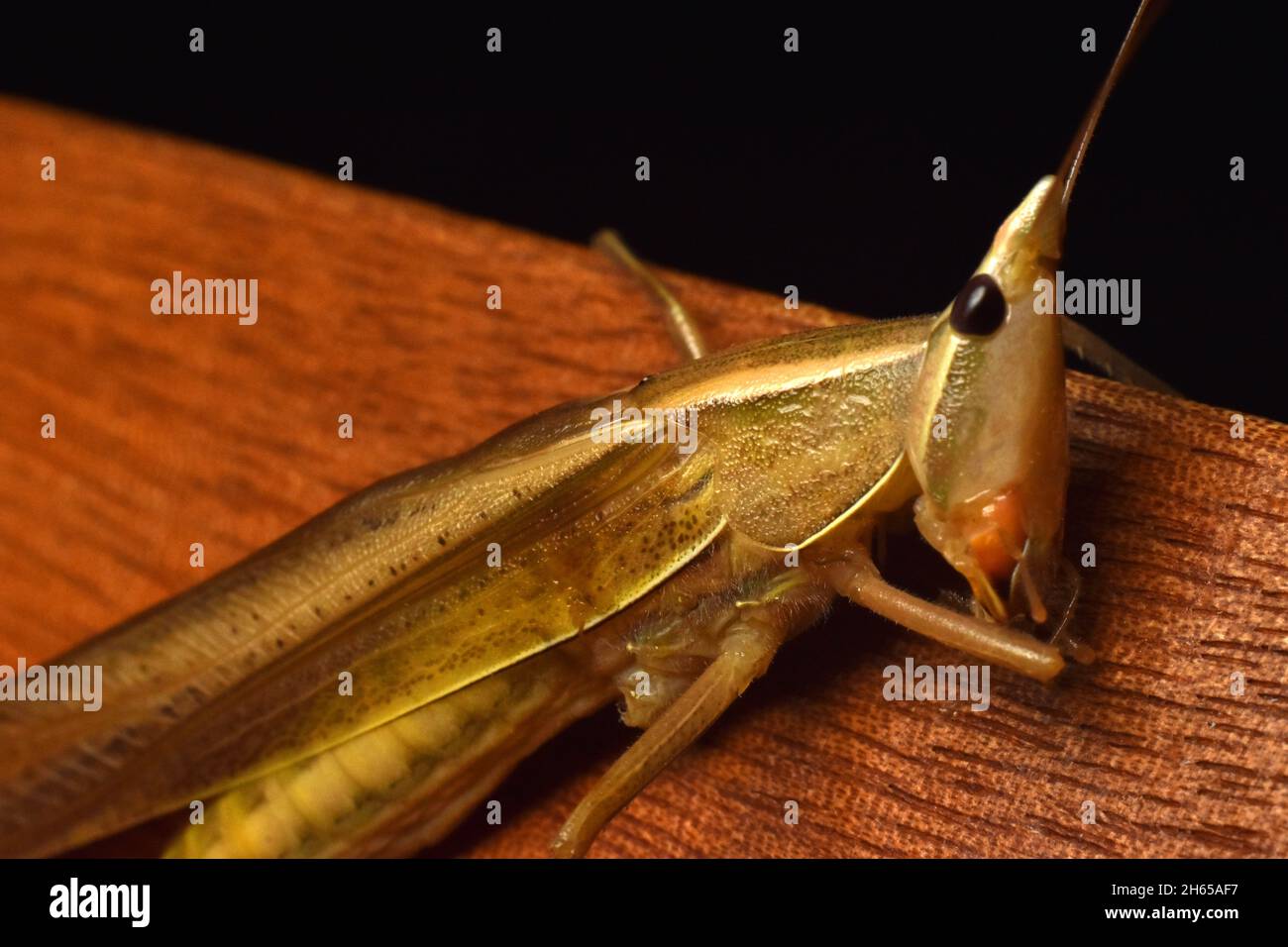 Close up photo of cone headed grasshopper. Neoconocephalus sp Stock ...