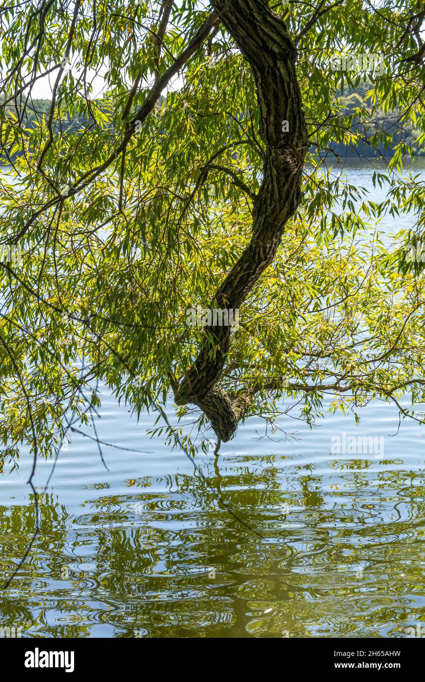 Branch hanging over water vertical hi-res stock photography and images ...