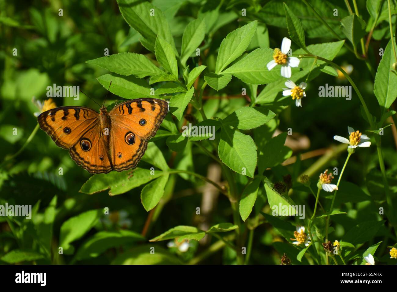 Peacock pansy on green bush. Junonia almana Stock Photo - Alamy