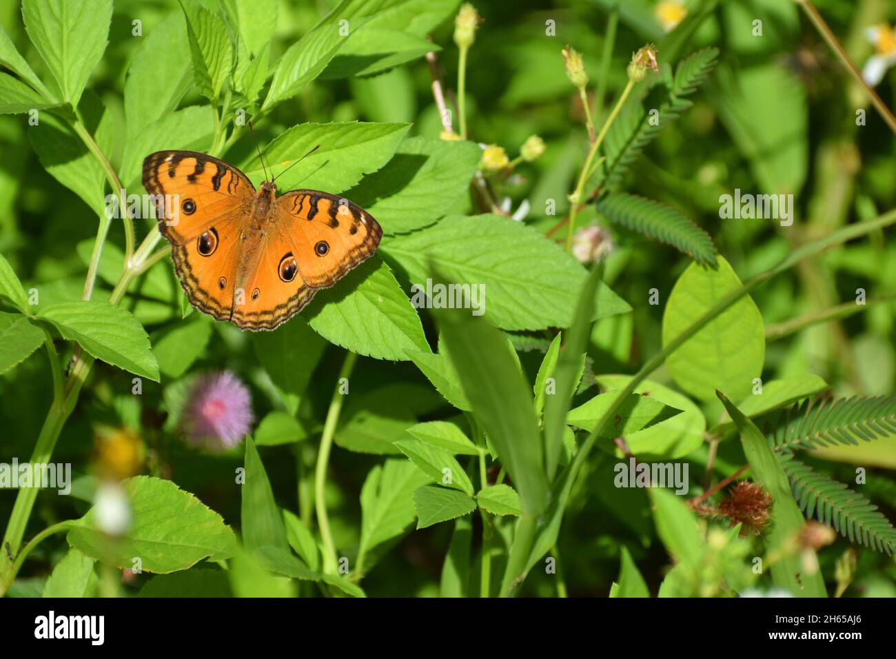 Peacock pansy on green bush. Junonia almana Stock Photo - Alamy