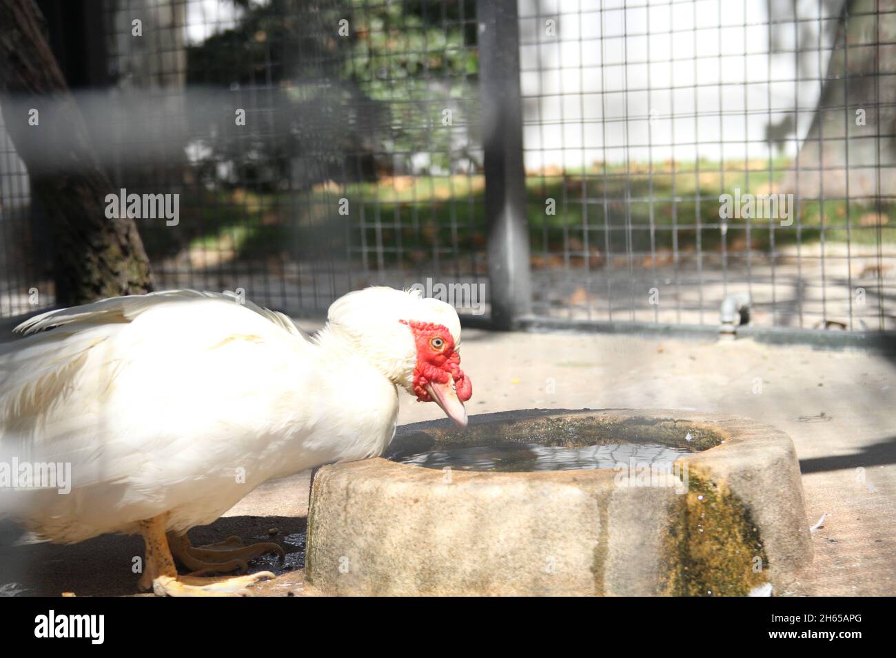 Muscovy duck chicken hi-res stock photography and images - Alamy