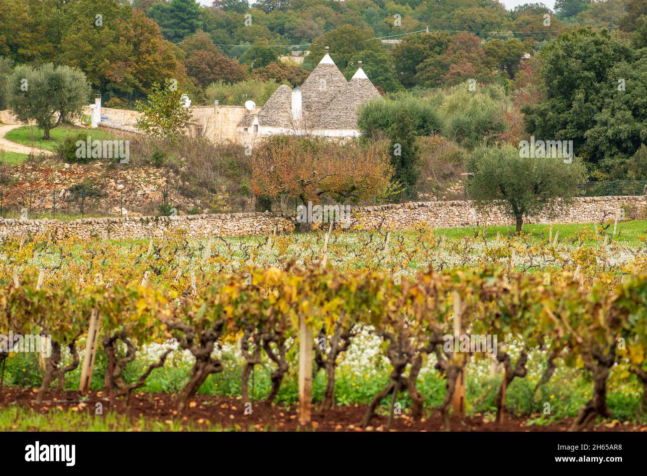 Beautiful Puglia landscape with traditional old Trullo or Trulli houses ...