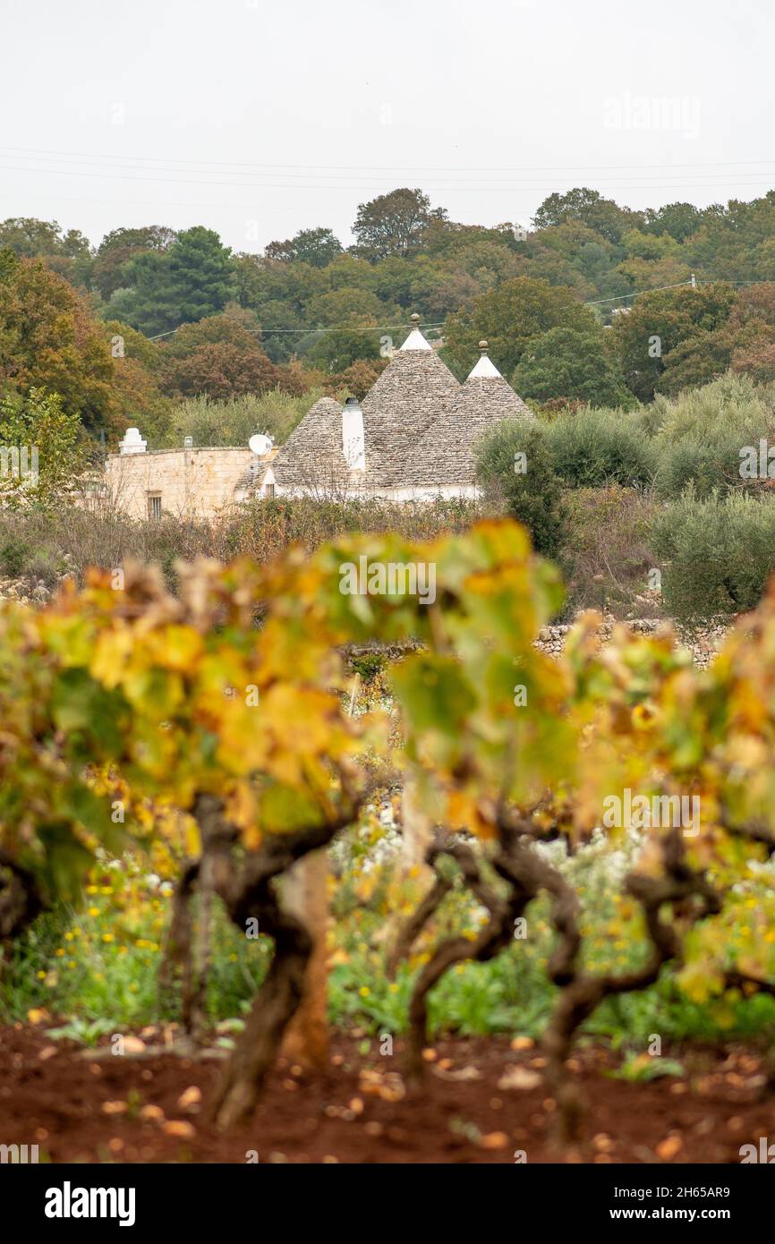 Beautiful Puglia landscape with traditional old Trullo or Trulli houses ...