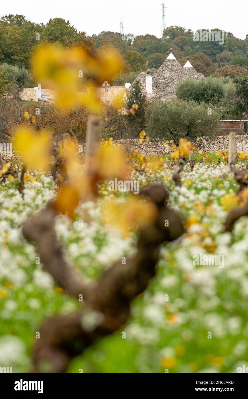Beautiful Puglia landscape with traditional old Trullo or Trulli houses ...