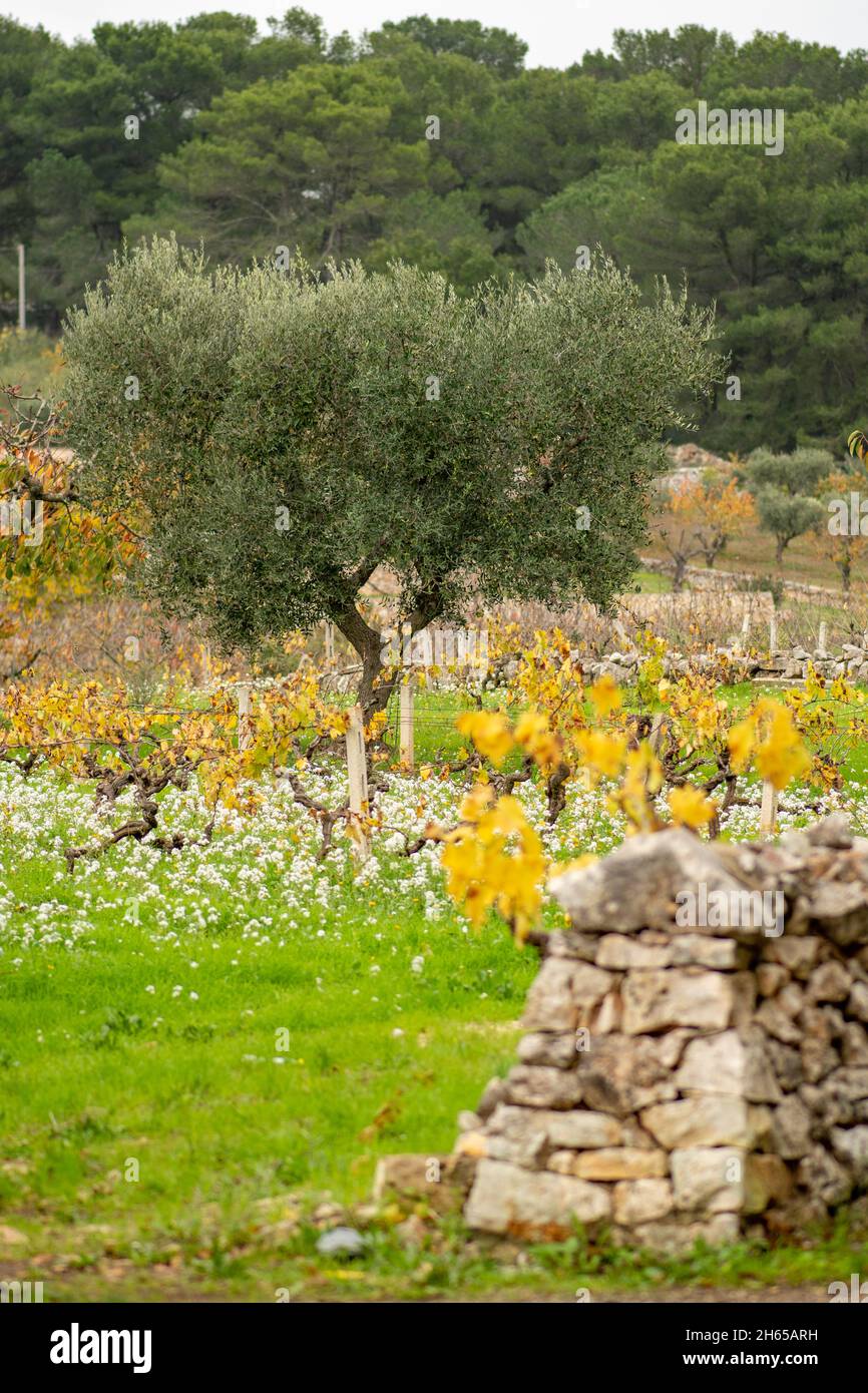 Beautiful Puglia landscape with with stone wall, olive trees and ...