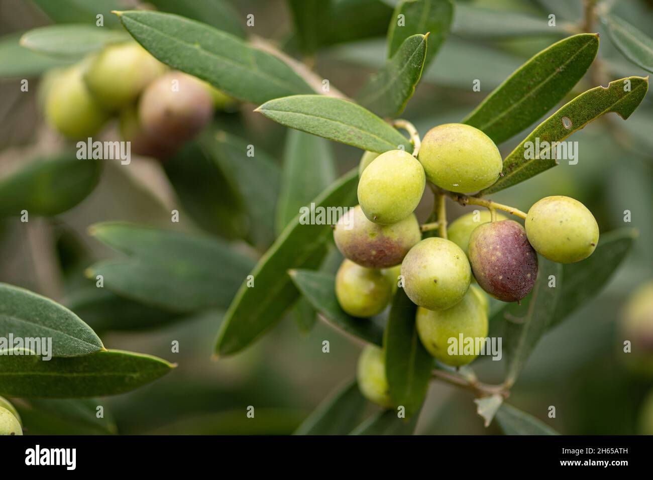 Olive tree green olives hi-res stock photography and images - Alamy