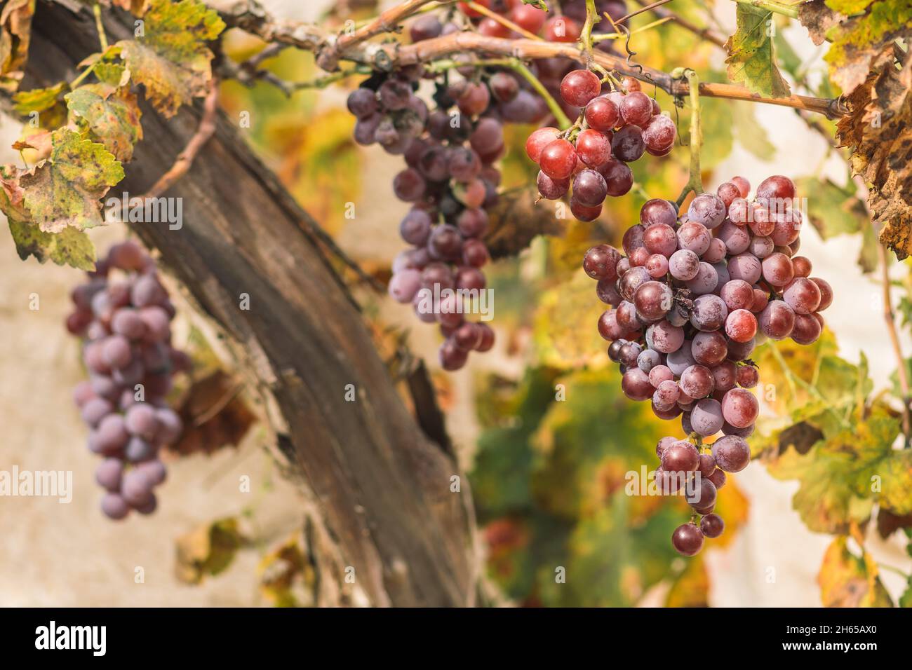 Autumn grapes leaves hi-res stock photography and images - Alamy