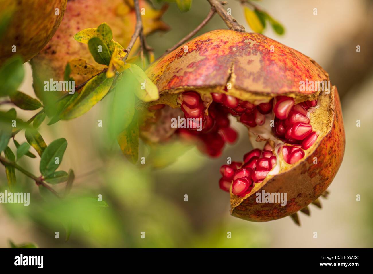 Pomegranate grains hi-res stock photography and images - Alamy