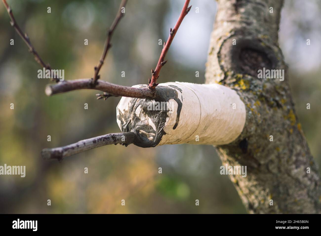 Grafting apple tree hi-res stock photography and images - Alamy