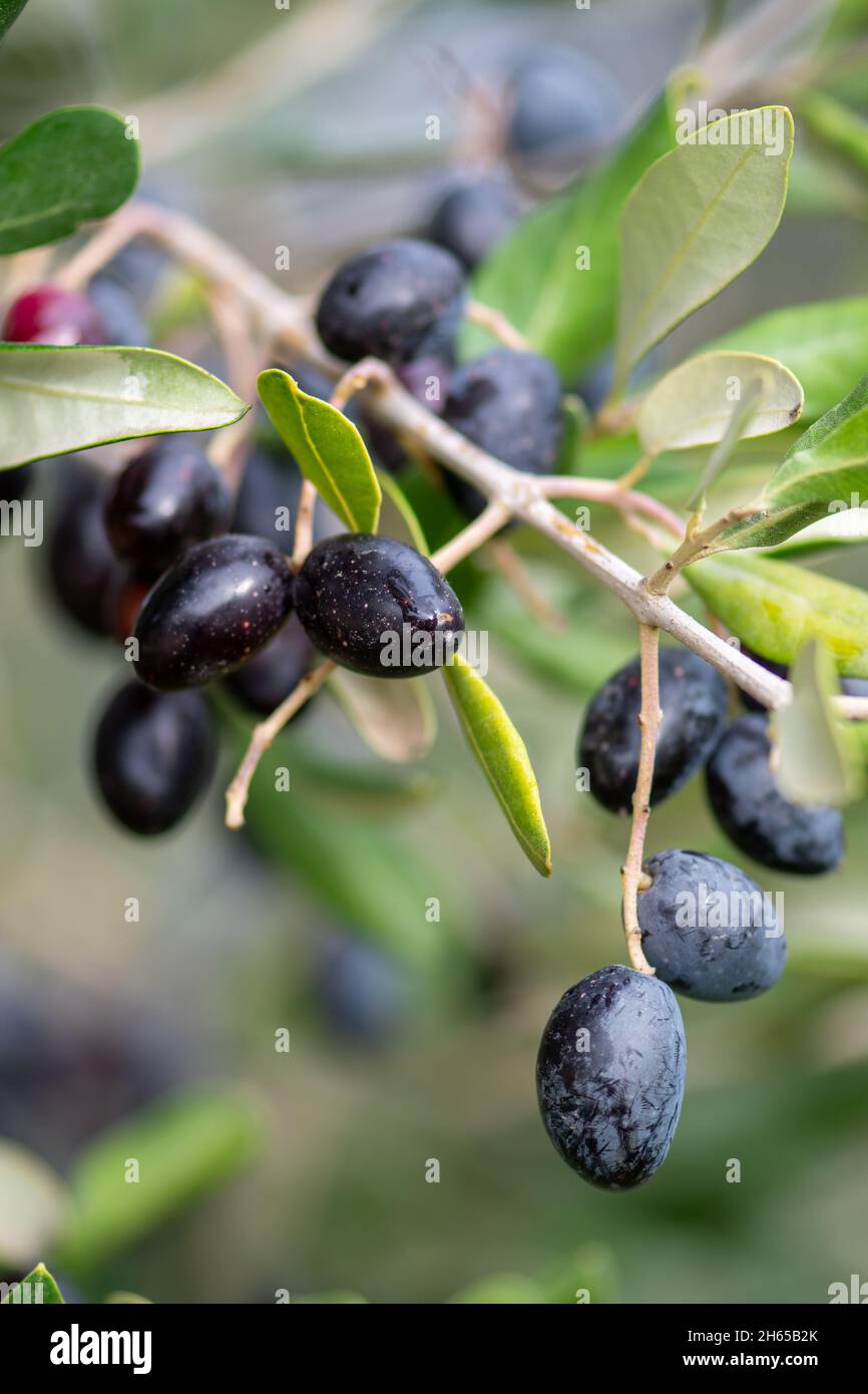 Black and green ripe olives growing on the branch of an olive tree ...