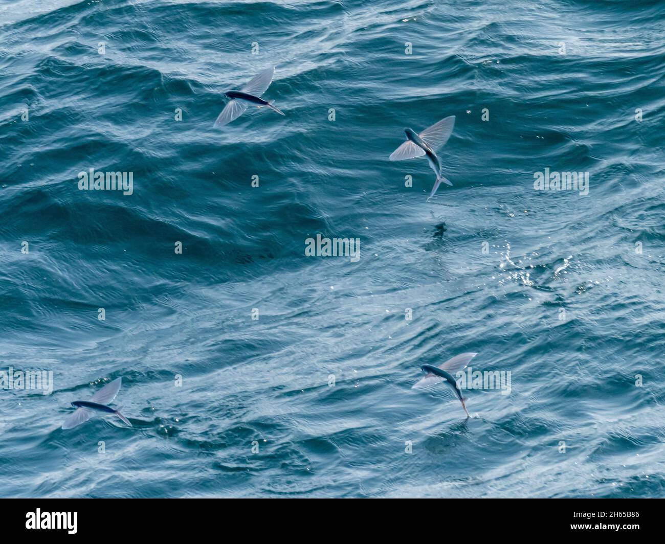 Flying fish, in the family Exocoetidae, while crossing the Atlantic ...
