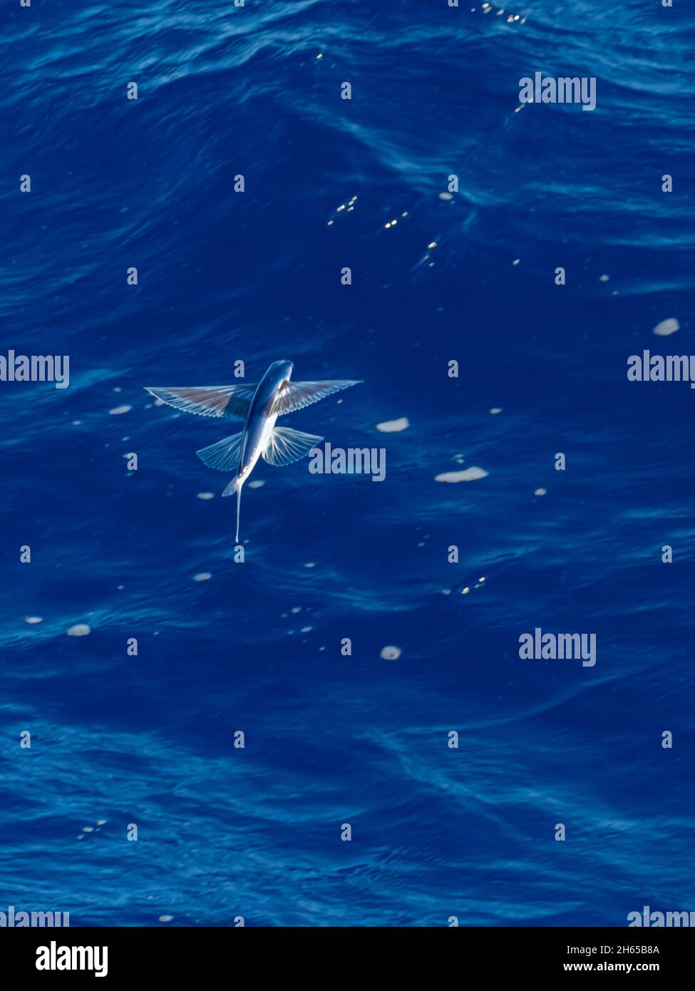 Flying fish, in the family Exocoetidae, while crossing the Atlantic ...
