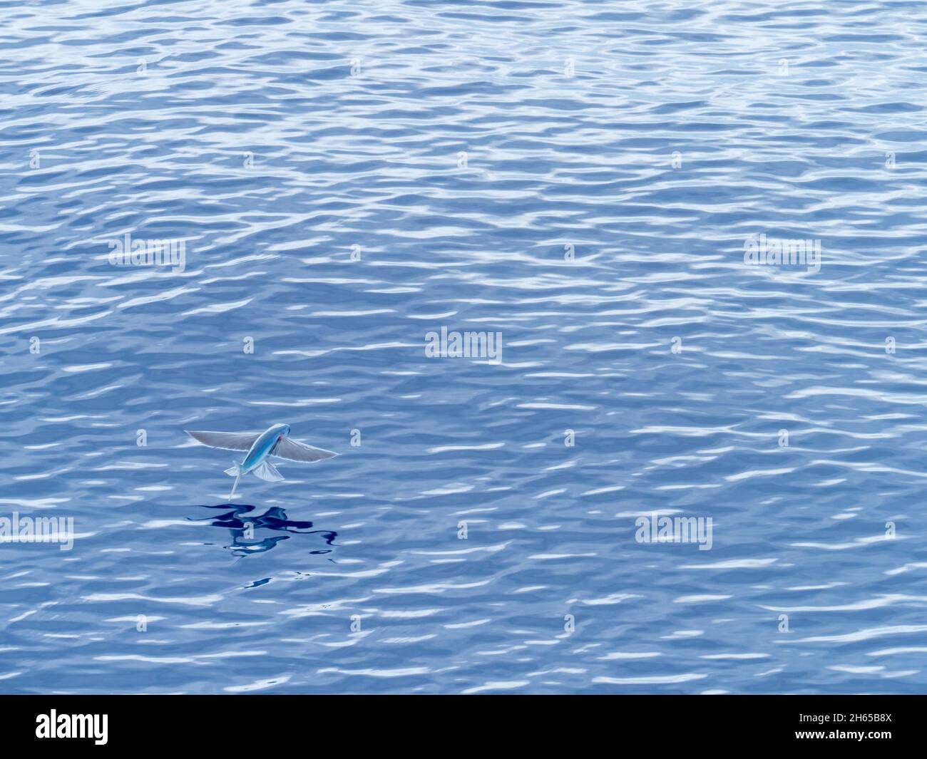 Flying fish, in the family Exocoetidae, while crossing the Atlantic ...