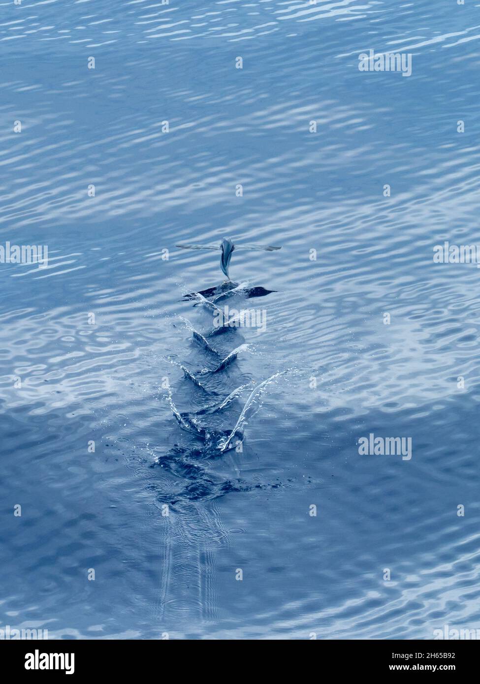 Flying fish, in the family Exocoetidae, while crossing the Atlantic ...