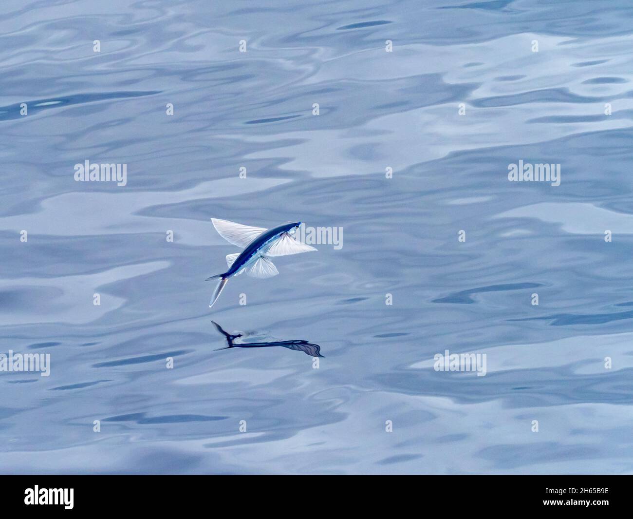 Flying fish, in the family Exocoetidae, while crossing the Atlantic ...
