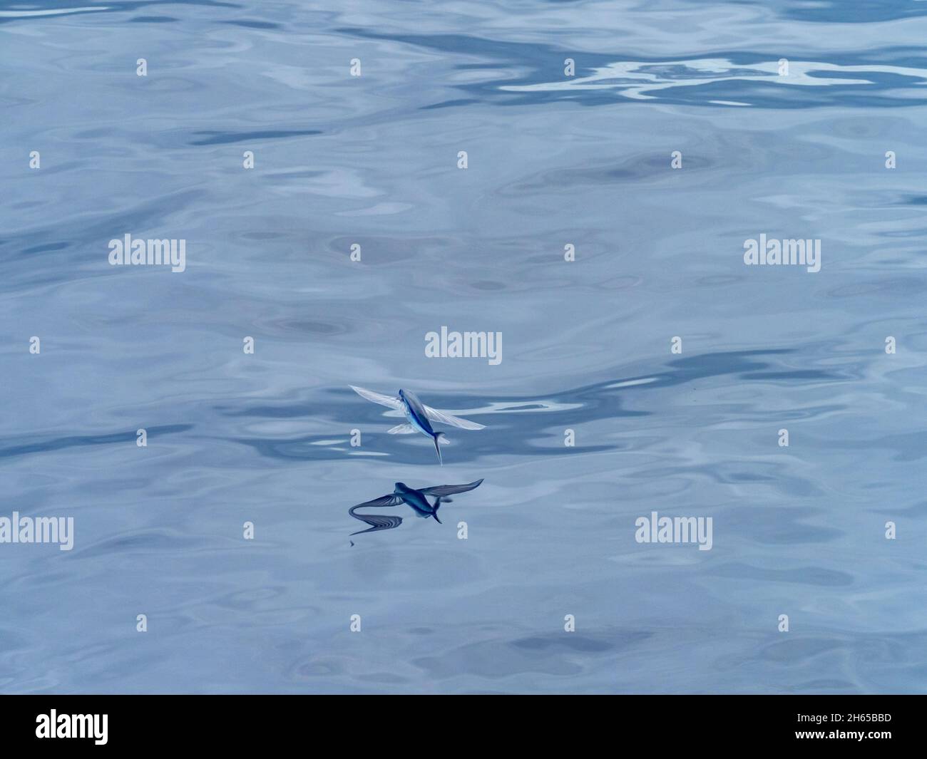 Flying fish, in the family Exocoetidae, while crossing the Atlantic ...