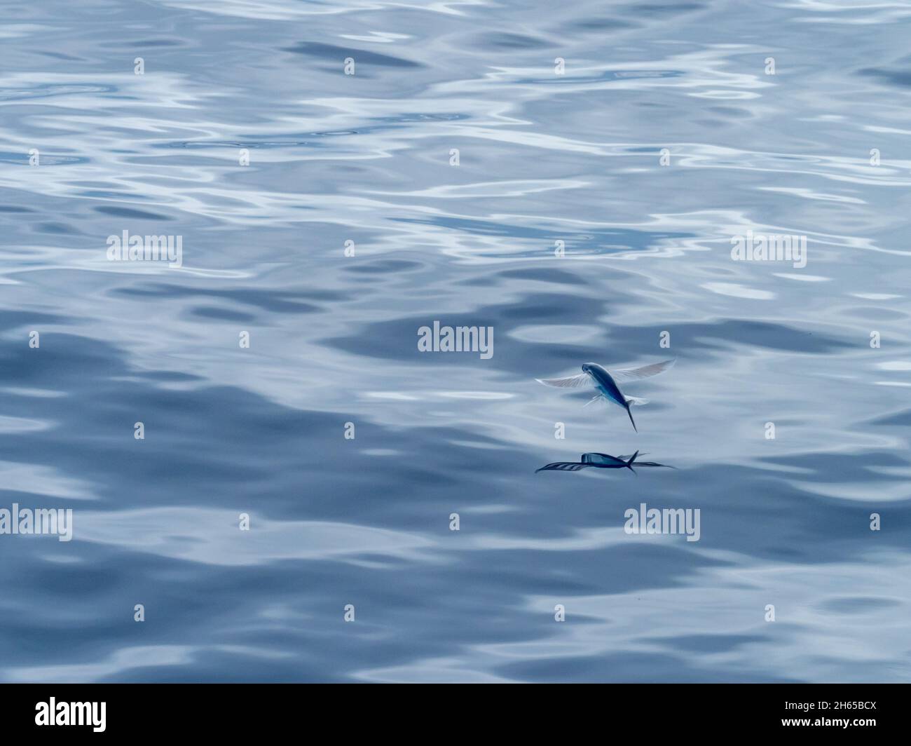 Flying fish, in the family Exocoetidae, while crossing the Atlantic ...