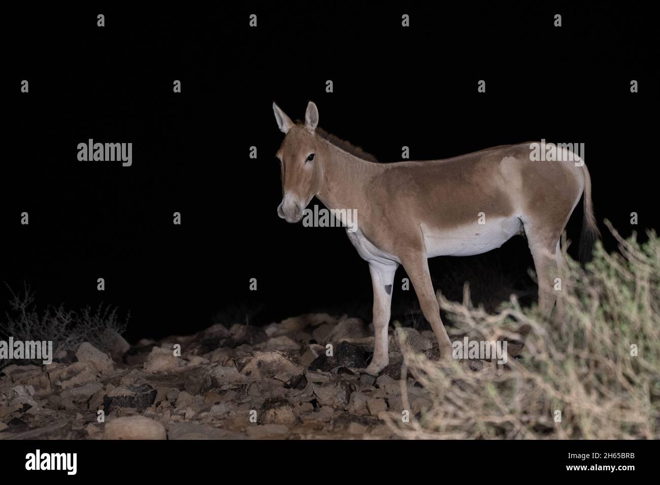 Onager (Equus hemionus), also known as hemione or Asiatic wild ass at ...